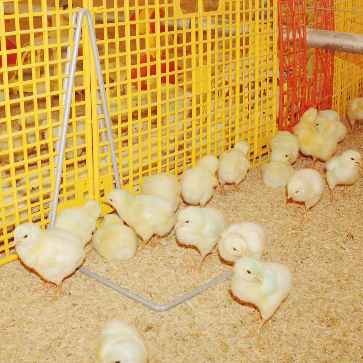 CHICK FENCE AMARILLO P6 – Equifarms